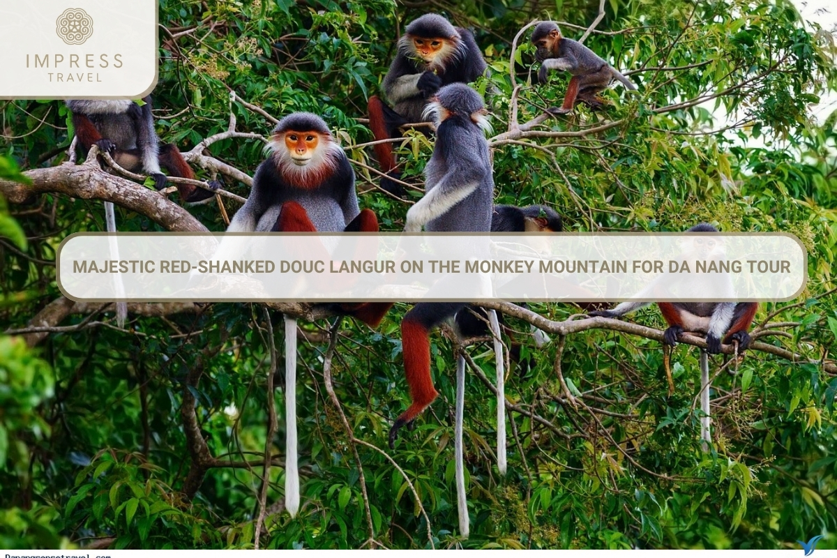 Danang tours explore Douc Langur on the Monkey Mountain