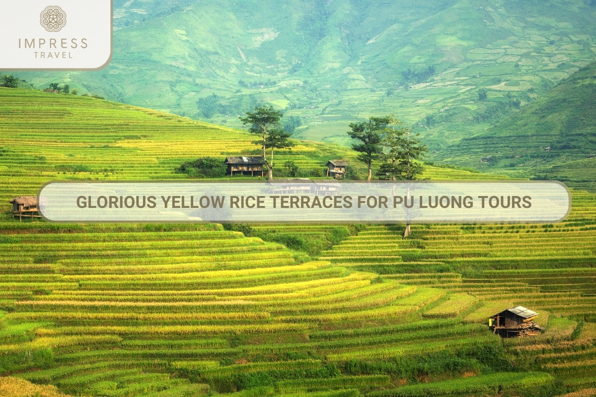 Glorious Yellow Rice Terraces For Pu Luong Tours