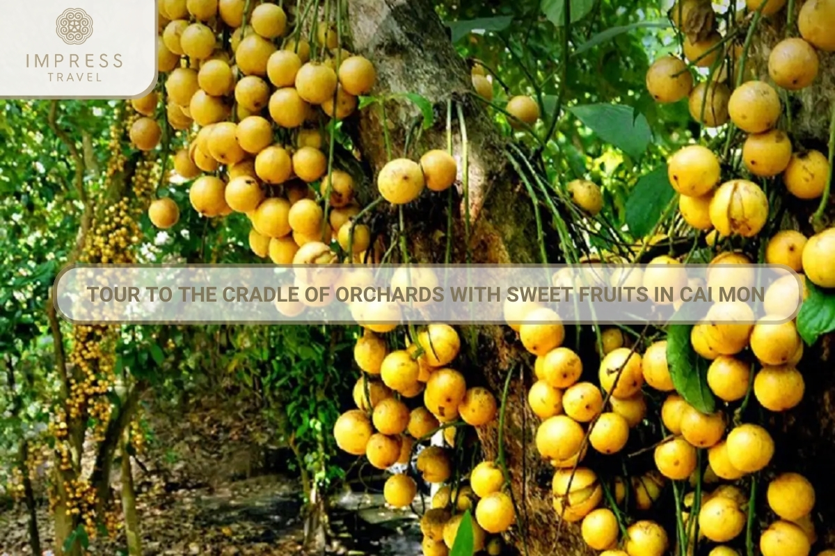 Sweety Fruits of Mekong Tours visit Orchard in the Cai Mon