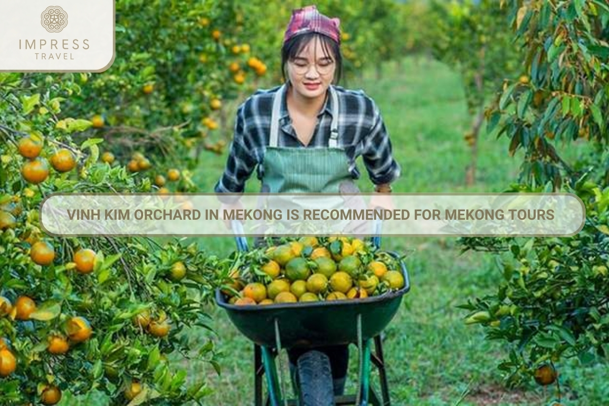 Vinh Kim Orchard In Mekong is Recommended For Mekong Tours