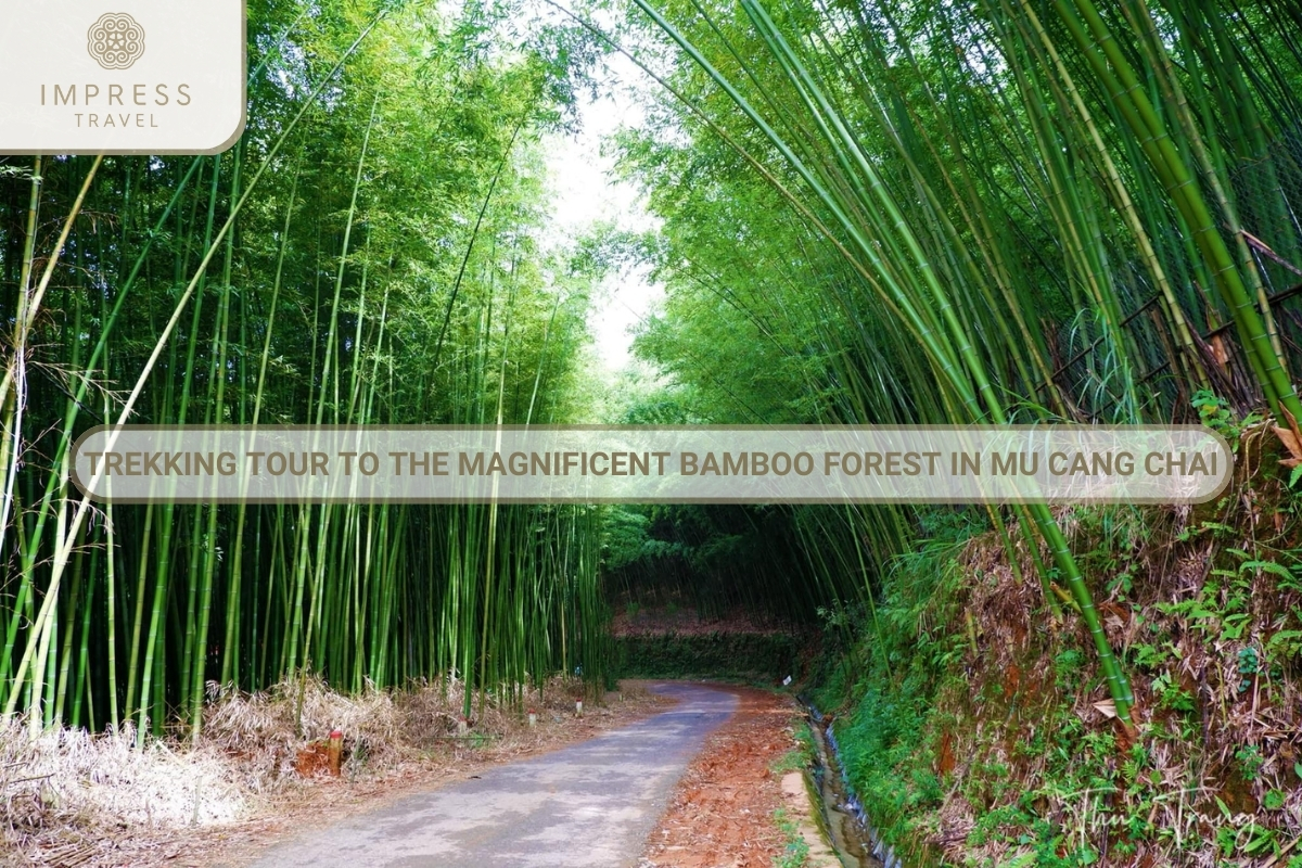 Magnificent Mu Cang Chai Tours trek via Bamboo Forest