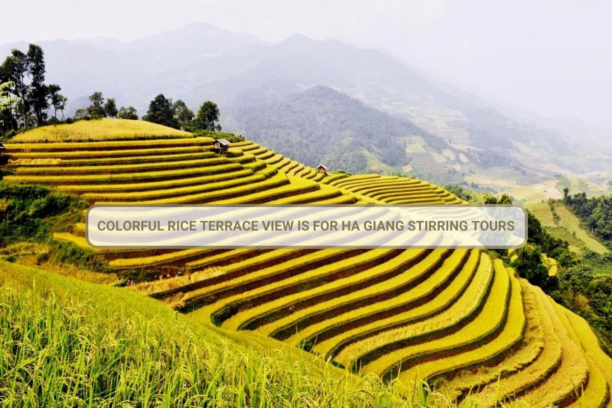 Stirring Ha Giang Tours admire Colorful Rice Terrace View