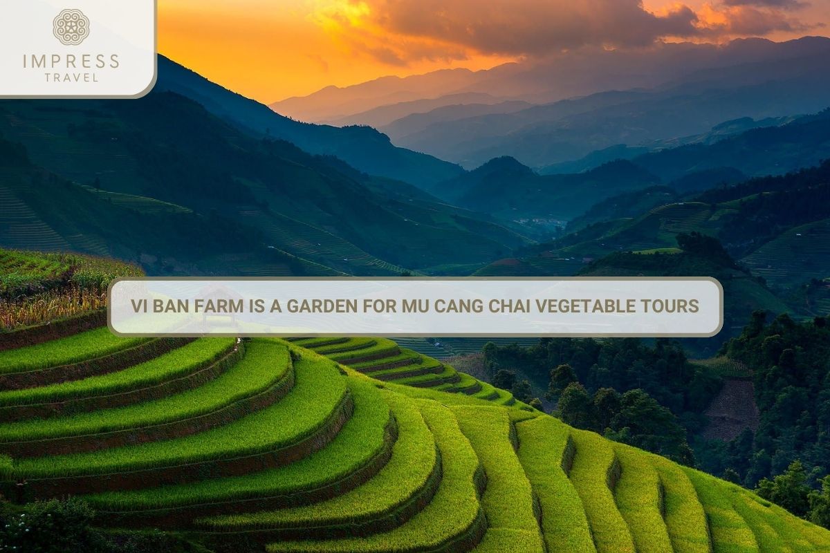 Vi Ban Farm Is A Garden For Mu Cang Chai Vegetable Tours
