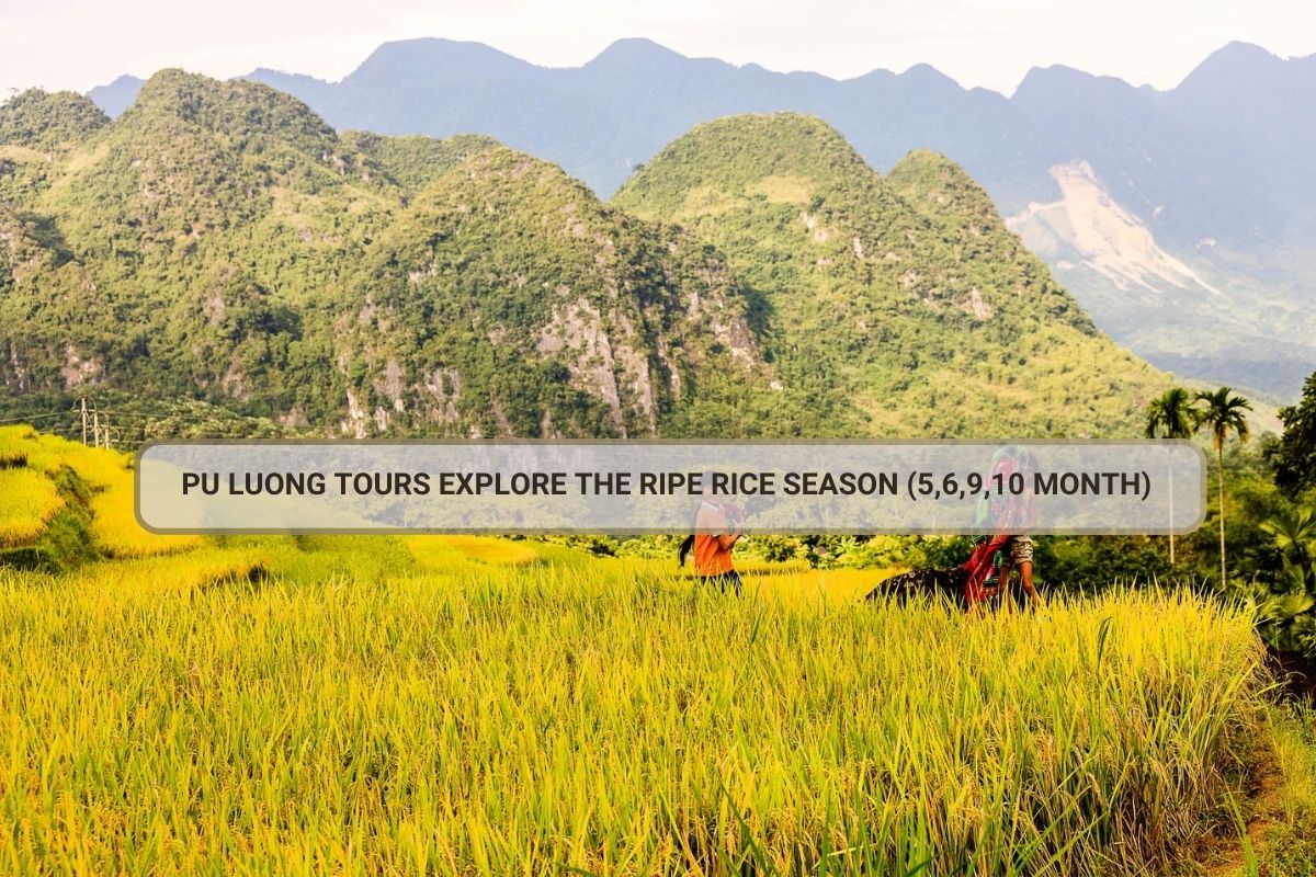 Pu Luong Tours Explore The Ripe Rice Season (5,6,9,10 Month)