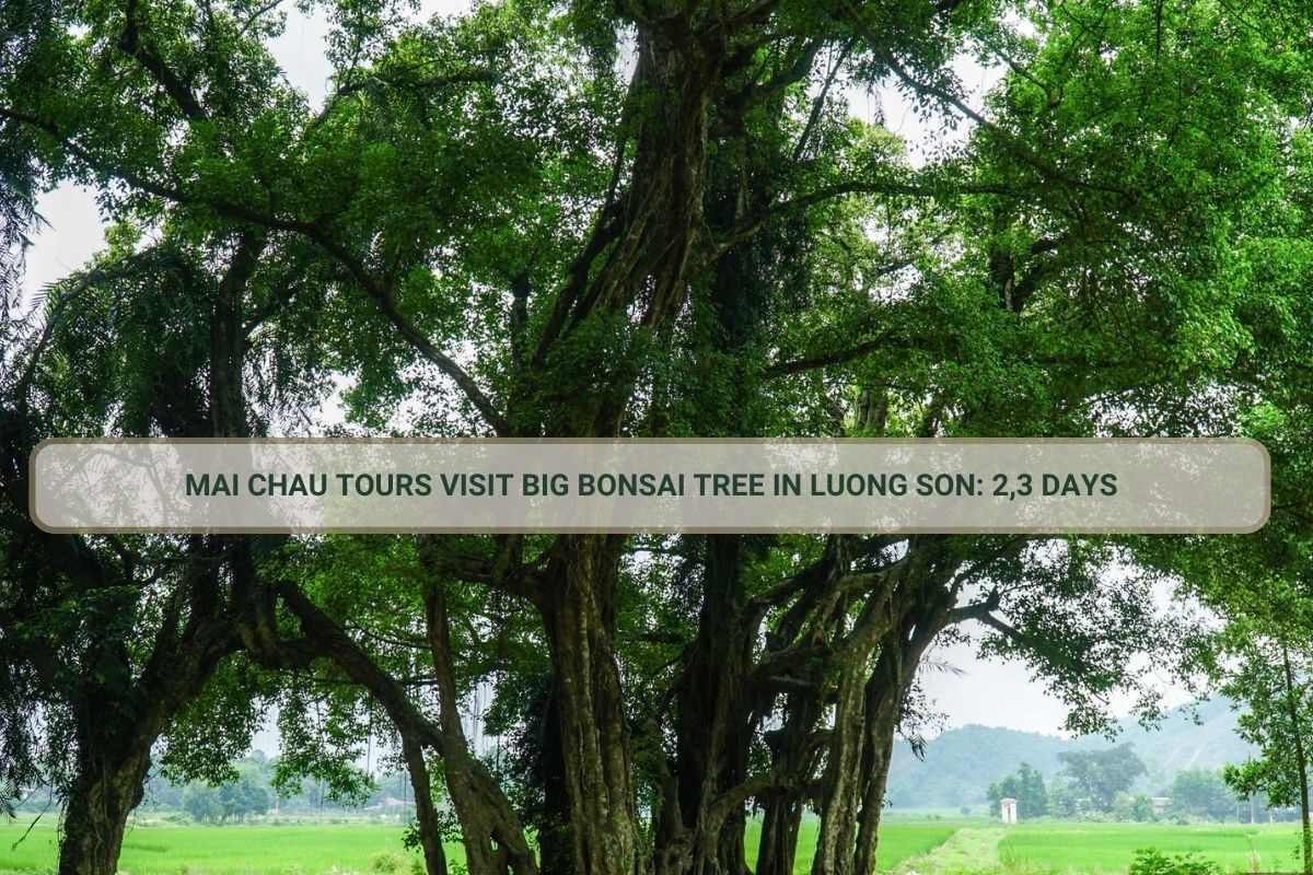 Mai Chau Tours visit Big Bonsai Tree in Luong Son: 2,3 days